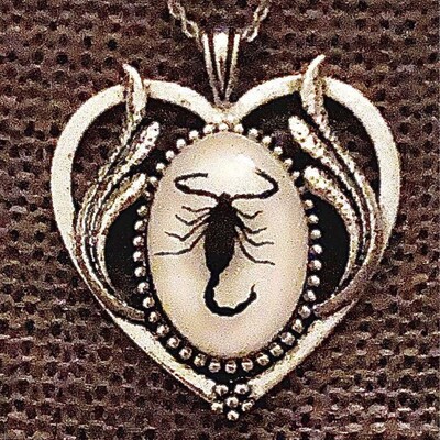 Scorpio Black Heart Real Scorpion Entomology Dead Insect Bug Specimen ...