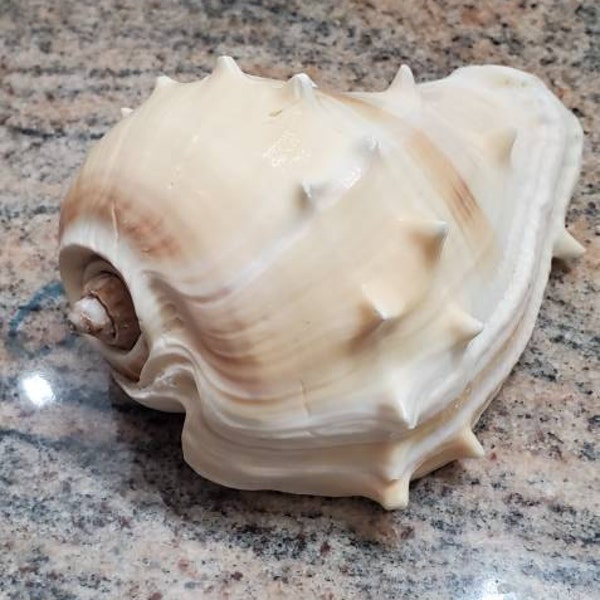 KING CROWN SHELLS *you Choose Color* 4-5" Natural Display Seashell ...