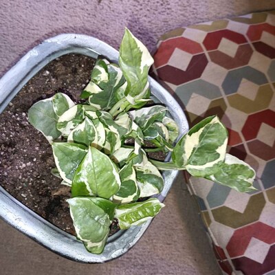 Pothos Njoy in 4 Pot / Ships FREE From CA / Live Plant Gift / Air ...