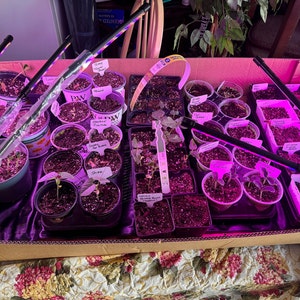 Northern Blazing Star Flower Seeds Heirloom Seeds, Native Seeds ...