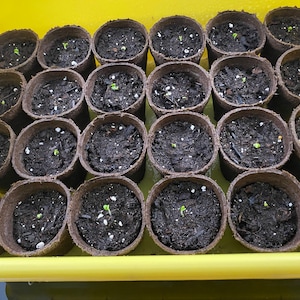 도라지 Seeds 50 Bell Flower Seeds | Etsy