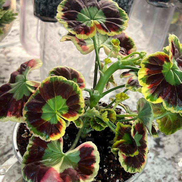 Velma Cox Zonal Geranium, Also Known as Mrs. Henry Cox) (pelargonium ...