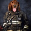 Custom Firefighter Pet Portrait . Custom Firefighter Animal Portrait ...
