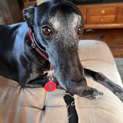 Greyhound Dog ID Tag for Greyhound Collar, Illustrated Dog Tags for ...