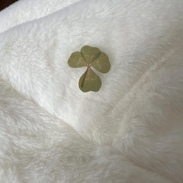 Genuine Five Leaf Clover | Shamrock 5 Leaf Clover | Wedding Favours ...