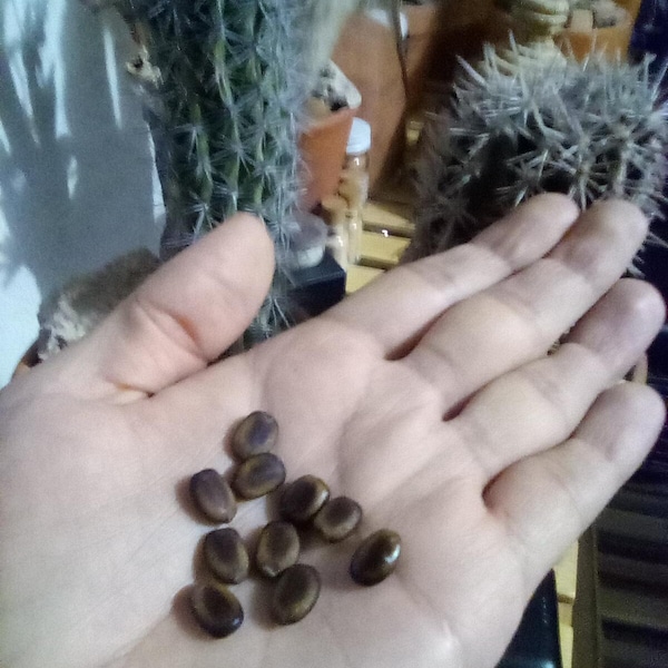 Creosote (chaparral) Bush Seeds (larrea Tridentanta) 10 Seeds - Etsy