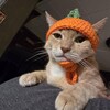 Alien Cat Costume, Toy Story Alien Cat Hat, Crochet UFO Cat Hat - Etsy