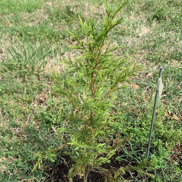 1 Ft+ Tall Eastern Red Cedar Tree Seedling - Etsy