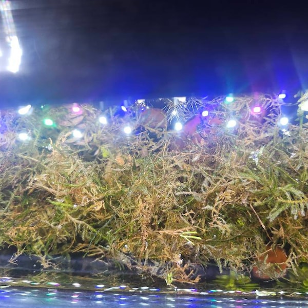 BUY2GET1FREE Java Moss, Bogor Moss Aquarium Plant | Easy Aquarium Plant ...