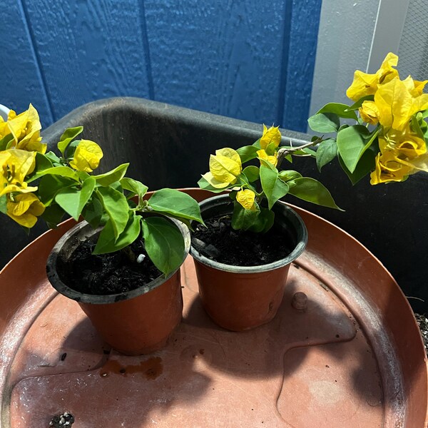 Raspberry Ice- Variegated Bougainvillea - Etsy