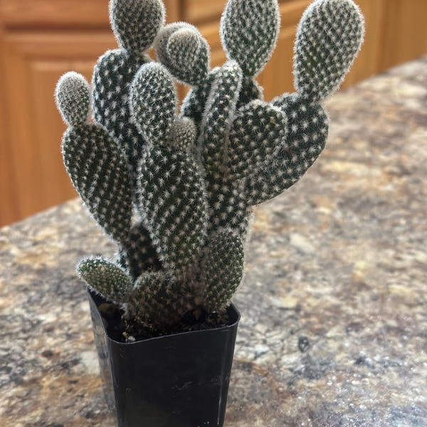 Rhipsalis Baccifera Subs. Horrida Mouse Tail Cactus 2 Inch Pot - Etsy