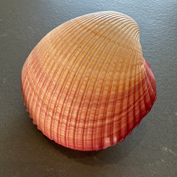 Giant Pink Heart Clam / Cardium Pseudolima / 8-10cm / Collectable Giant ...