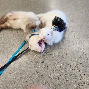Ferret Harness Set With Leash Marble - Etsy