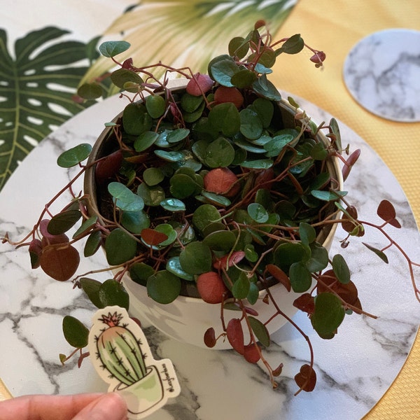 Ruby Cascade 6 Inch Peperomia Ruby Cascade Live Hanging Plant Peperomia ...