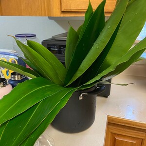 Neoregelia Sheba Bromeliad Offset for Shade or SUN | Etsy