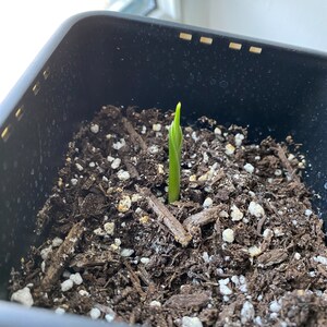 Seeds. Very Rare: PINK Kiwi Fruit Huge Producer 'pink Lady' Long Vines ...