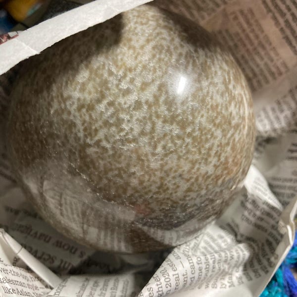 Dino Bone Double Heel Polished Specimen - Etsy