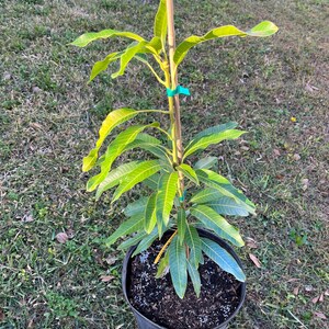 Mango MANILA, CARABAO, FILIPINO Tree, Grafted, 3gl - Etsy