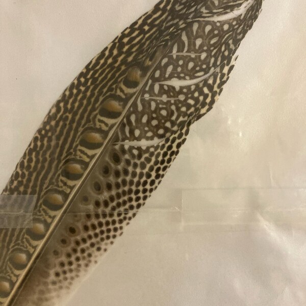 Naturally Molted Large Feathers. - Etsy Canada