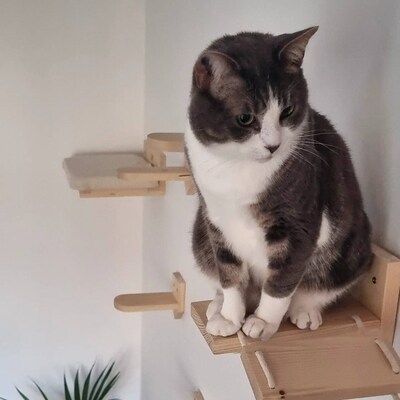 Pine Wood Cat Wall Post play Furniture Cat Shelves Includes Cat Bed ...