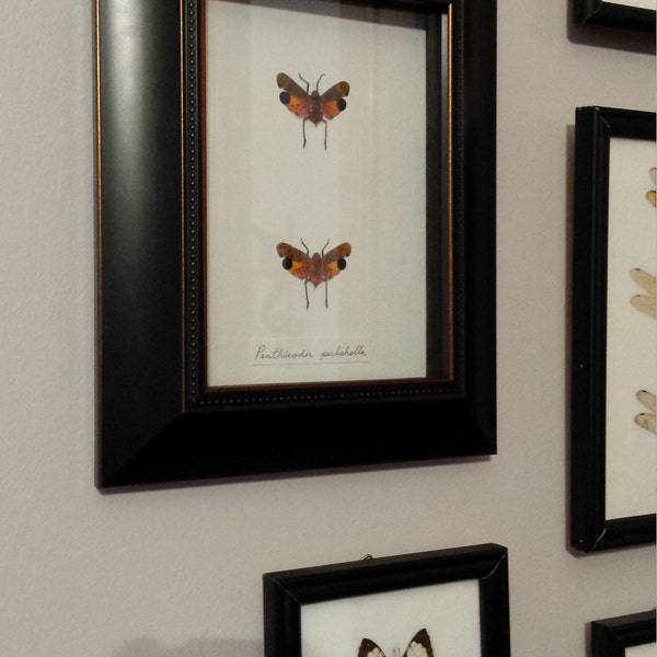 OVERSTOCK: Spread Penthicodes Pulchella, Lanternflies 2-pack - Etsy