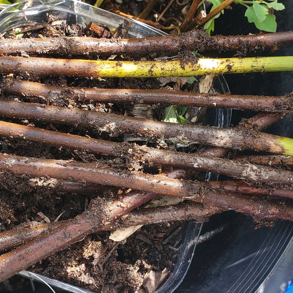 10 MARS GRAPE Cutting / Fruit Tree Scion / Scionwood / Wood / Rooting ...