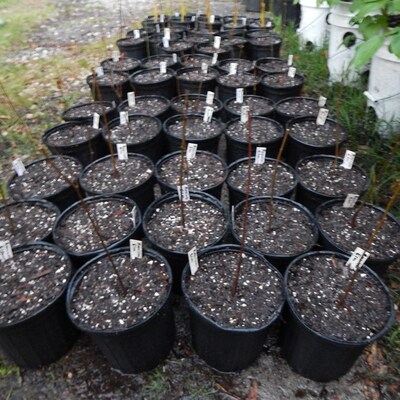 5 Red Maple Bare Root acer Rubrum - Etsy