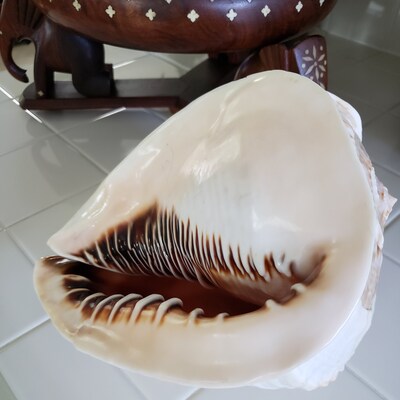 110.6 Beautiful Siratus Alabaster ALABASTER MUREX Seashell - Etsy