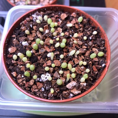 Cencio Molle Seeds - Etsy