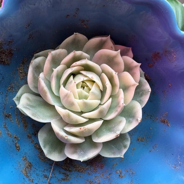 Graptopetalum Ellen Variegated-succulent - Etsy
