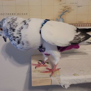 Size 16 Pigeon Flyper Bird Diaper for Pigeon Size, King Pigeon, Runt ...