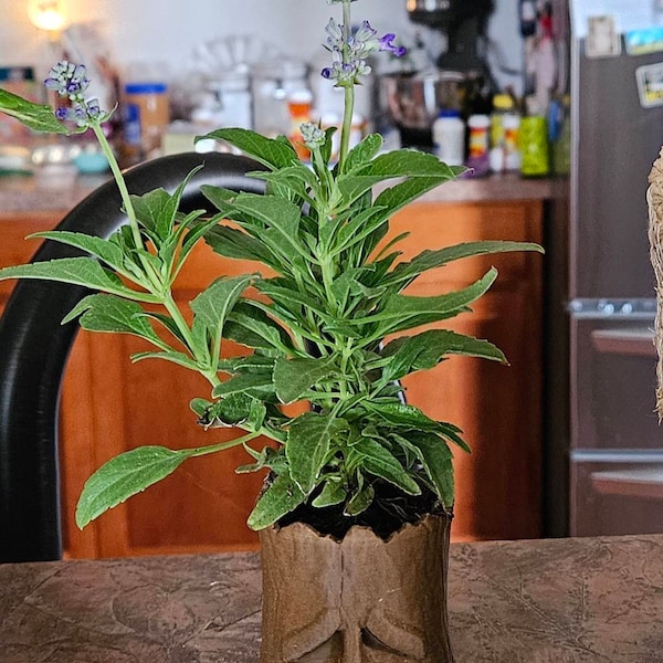 D20 Planter | Dnd Dice | 3D Printed | Hand-painted | Houseplants Pots ...