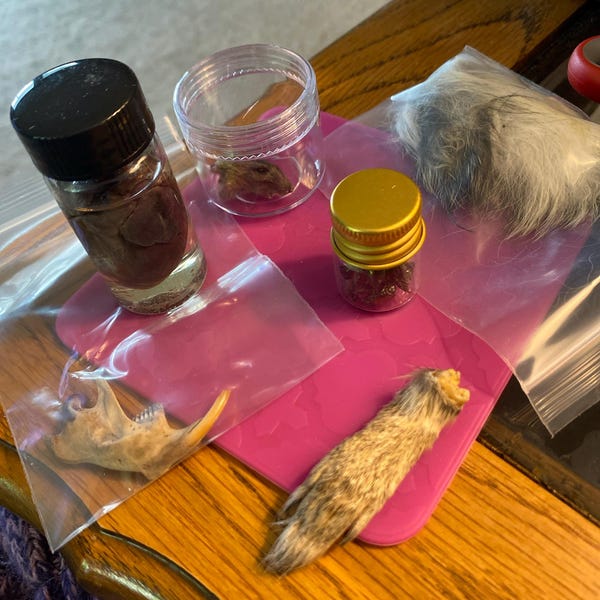 Freeze Dried Yak Feet (for One) - Taxidermy Yak, Deer Antlers ...