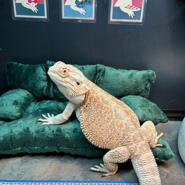 Bearded Dragon Eating Pizza Tank Decor - Slice of Pizza - Bearded ...