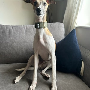 Emerald 'atacama' Whippet Greyhound Italian Lurcher Sighthound ...
