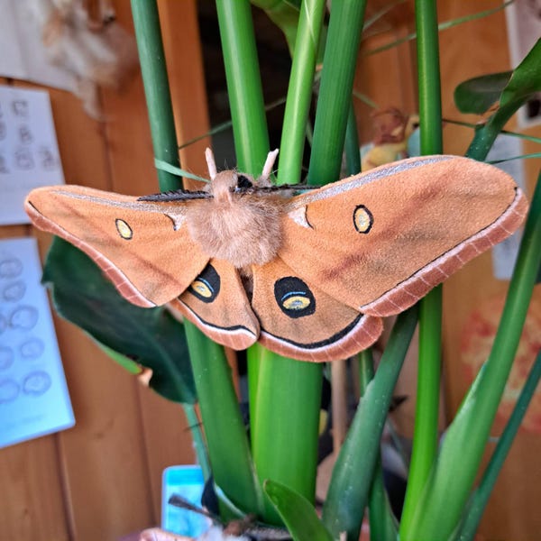 Peach Blossom Moth, Needle Felted, Moth Figurine, Decoration, Handmade ...