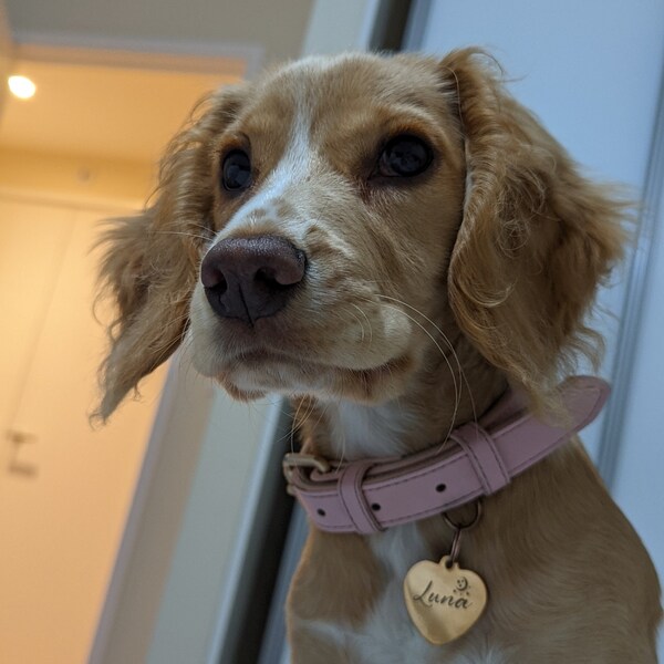 Heart Design Heart Lock Stainless Steel Heart Pet ID Tag, Dog Tag, Cat ...