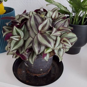 Ruby Wedding Rose 40th Wedding Anniversary Gift Help Celebrate a ...