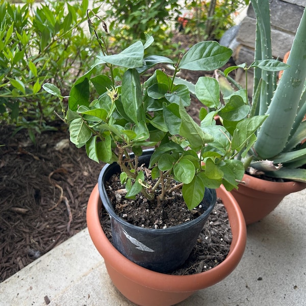 Calathea Pilosa Super Lush | Calathea Pilosa Starter Plant | Rooted ...