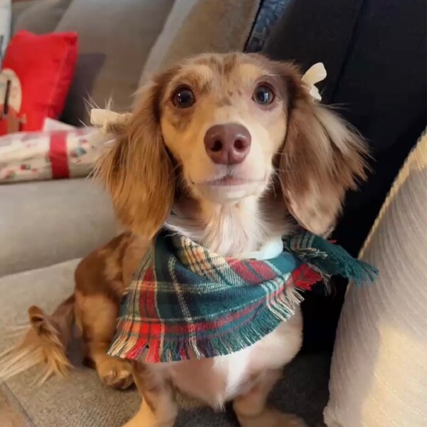 Small Knotted Velvet Barrettes, Baby Barrettes, Toddler Barrettes, Baby ...