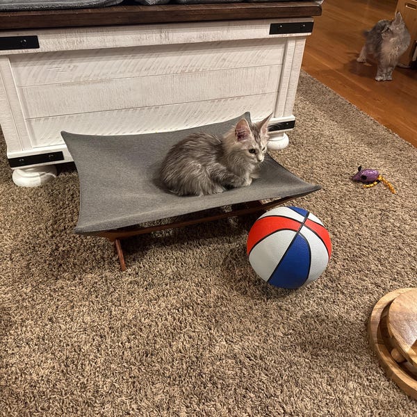 Cat Hammock, Cat Bed, Cat Hammock Stand, Cat Hammock Bed, Cat Couch ...