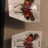 OVERSTOCK: Spread Penthicodes Pulchella, Lanternflies 2-pack - Etsy