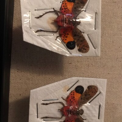 OVERSTOCK: Spread Penthicodes Pulchella, Lanternflies 2-pack - Etsy
