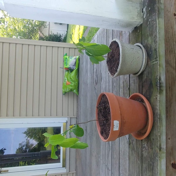 25 Poke Seeds - Etsy