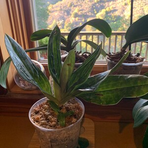 Paph makuli-curtisii Maudiae X Maudiae 'napa | Etsy