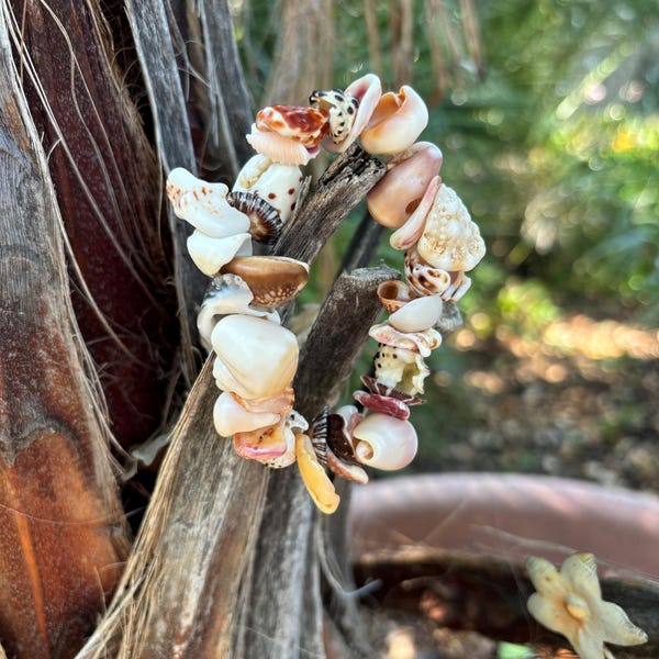 DRILLED Hawaii Opihi ‘awa 250 PCS for Necklace, Earrings, Bracelet ...