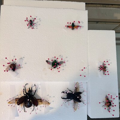 Complete Beetle Mounting Kit Beetle Spreading and Pinning Kit specimen ...