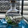 Large Shrimp Ecosphere - Closed Aquatic Ecosystem (glass, Natural ...
