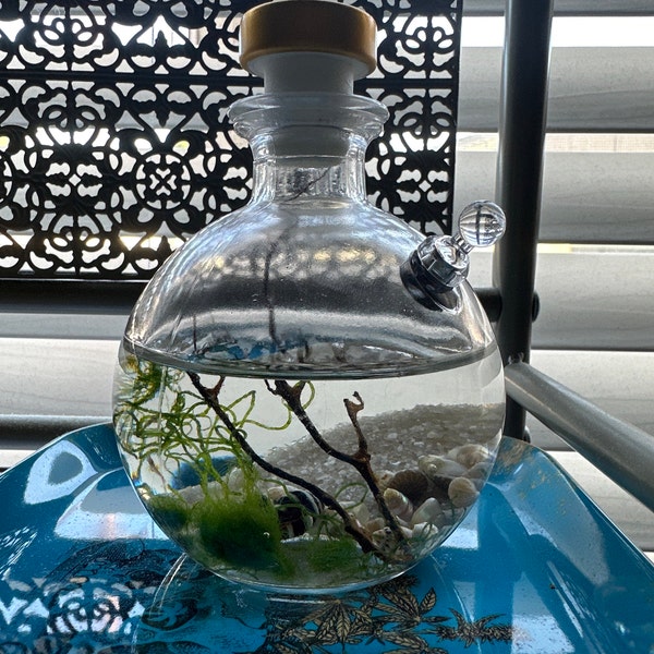 Large Shrimp Ecosphere - Closed Aquatic Ecosystem (glass, Natural ...