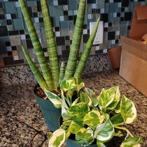 Sansevieria Starfish, Boncel Cylindrica, Snake Plant, Live Plant - Etsy